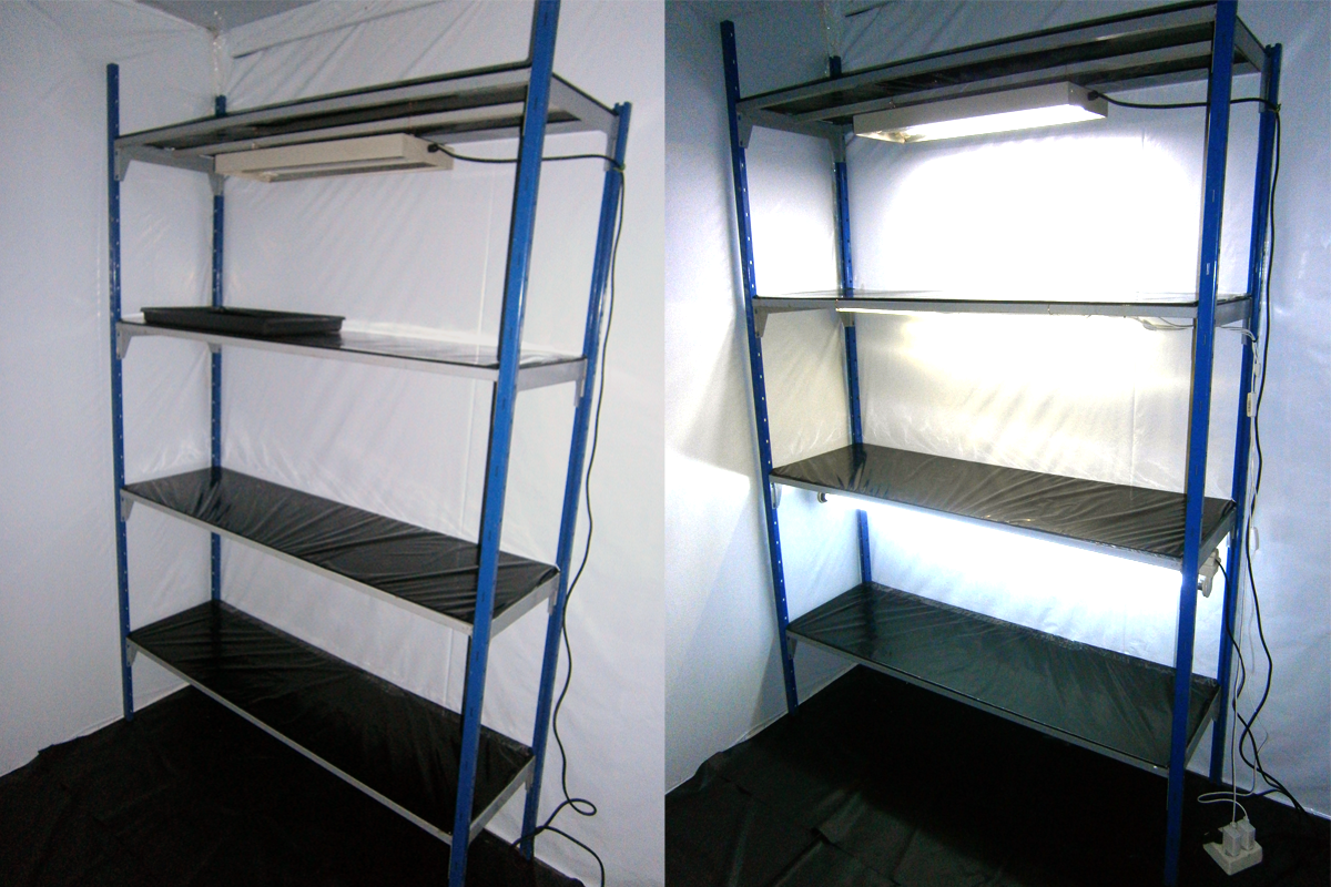 Zelf Tarwegras kweken, hoe doe je dat